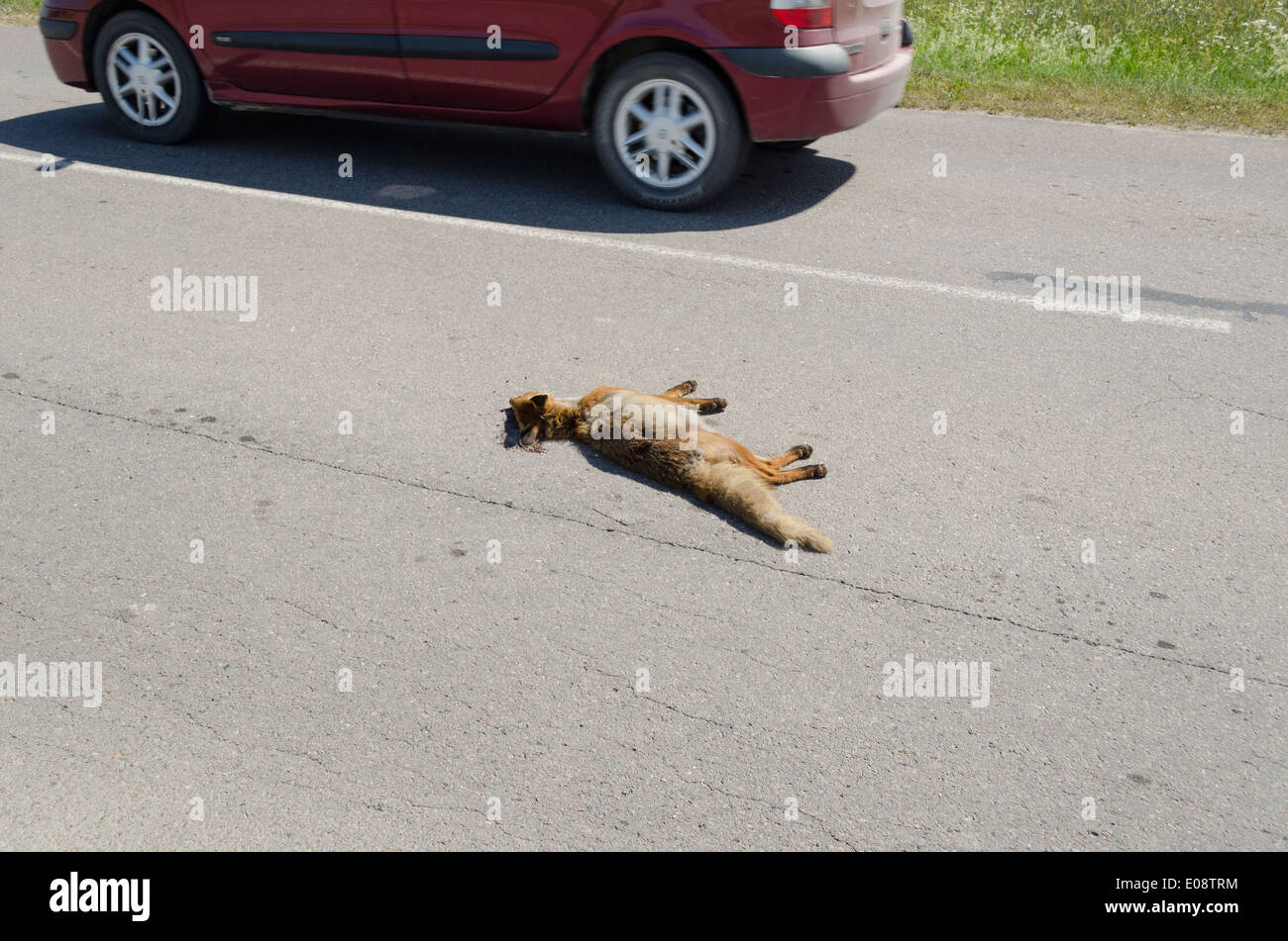 Roadkill dead animal on highway Banque de photographies et d’images à ...