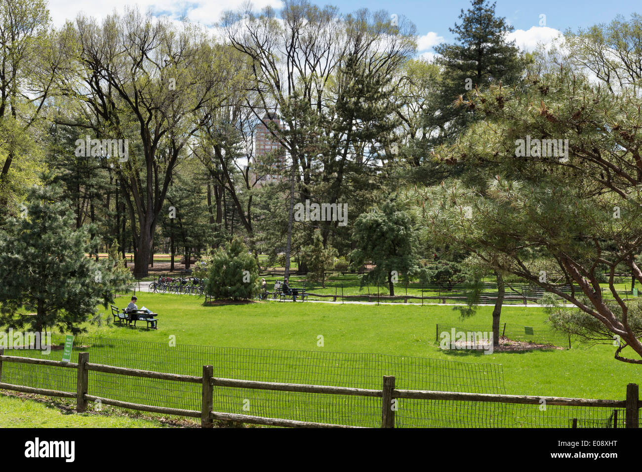 Arthur Ross Pinetum dans Central Park, NYC, USA Photo Stock - Alamy