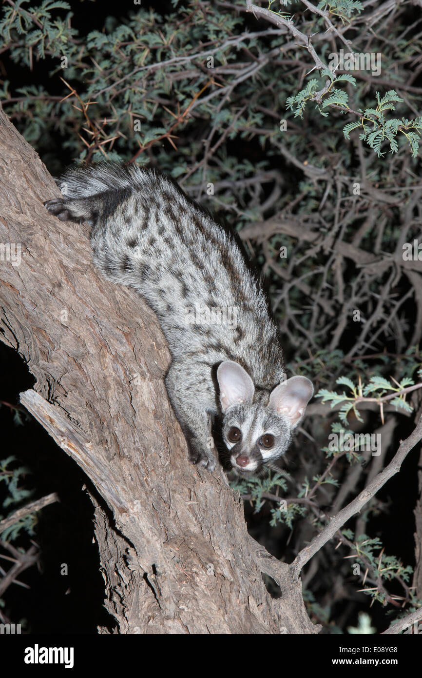 Petit aperçu (Genetta genetta) genet, Kgalagadi Transfrontier Park ...