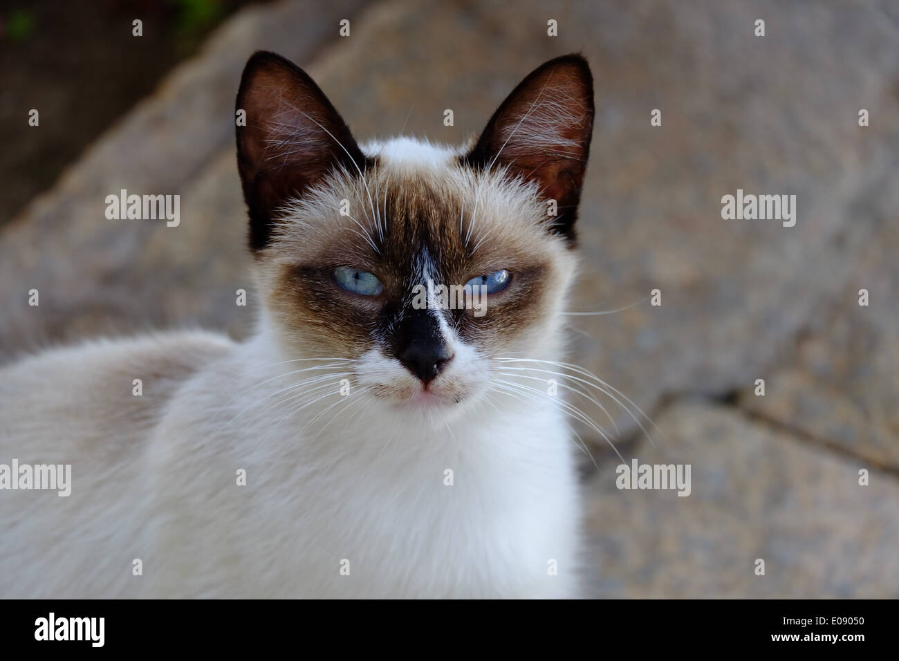 Chat aux yeux bleus Banque de photographies et d’images à haute ...