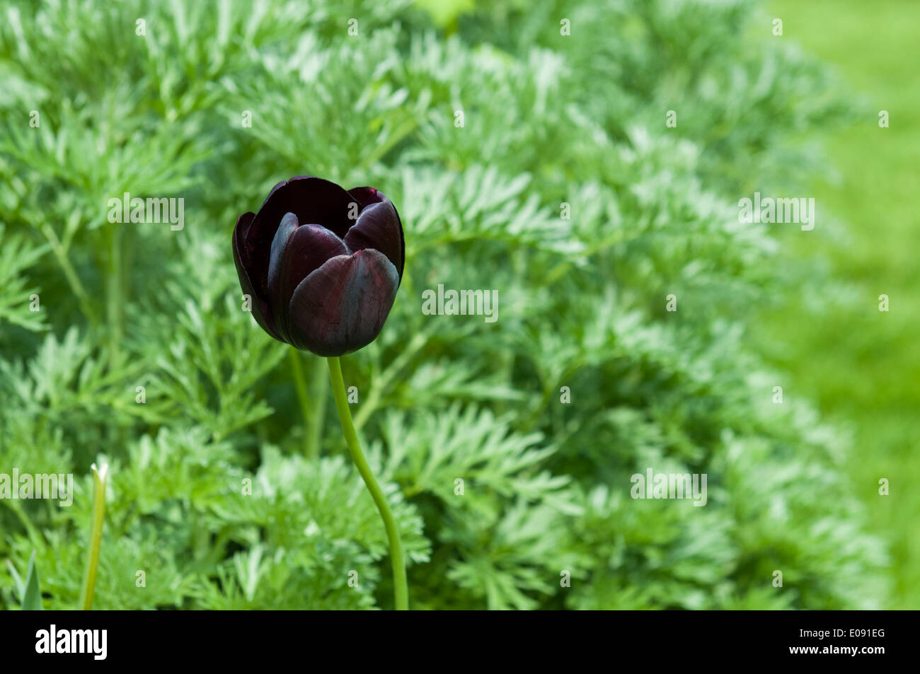 Tulipe noire Banque de photographies et d’images à haute résolution - Alamy