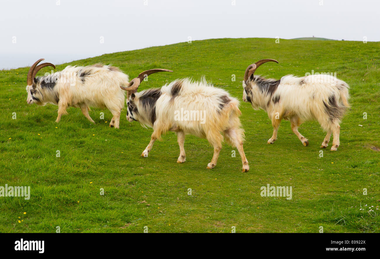 Goat breed Banque de photographies et d’images à haute résolution - Alamy