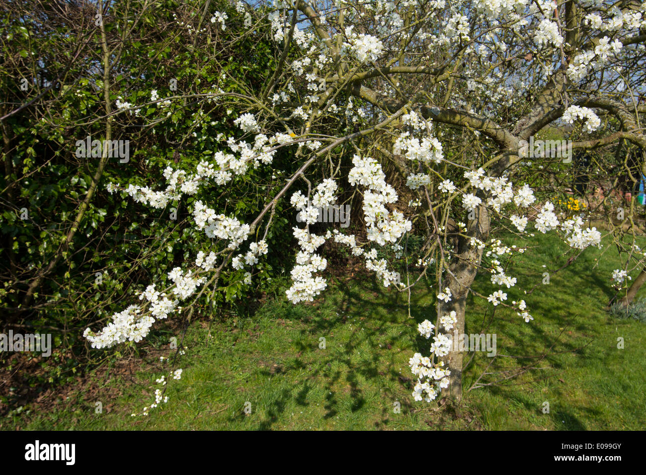 Fleur de prunier victoria Banque de photographies et d’images à haute ...