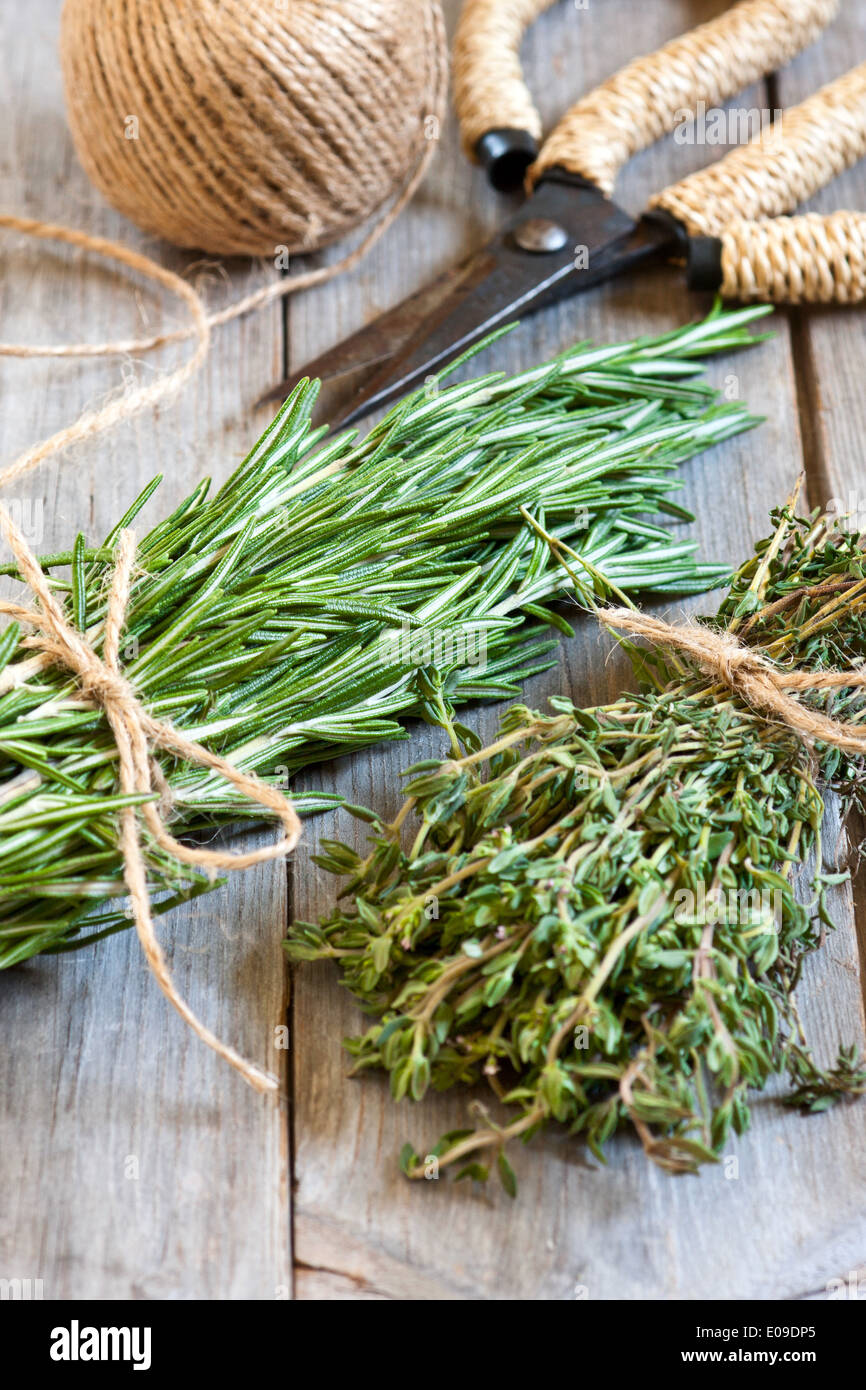 Bouquets de romarin et thym à l'ancienne avec des ciseaux rouillés ...