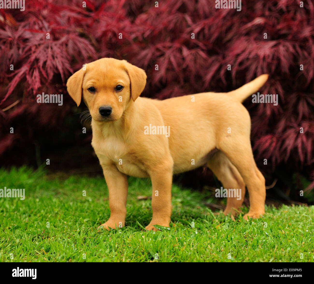 Corps trapu Banque de photographies et d’images à haute résolution - Alamy