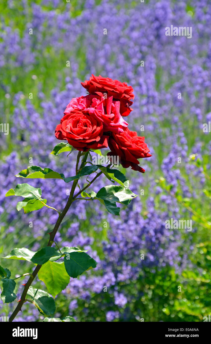 Belles roses rouges Banque de photographies et d’images à haute ...