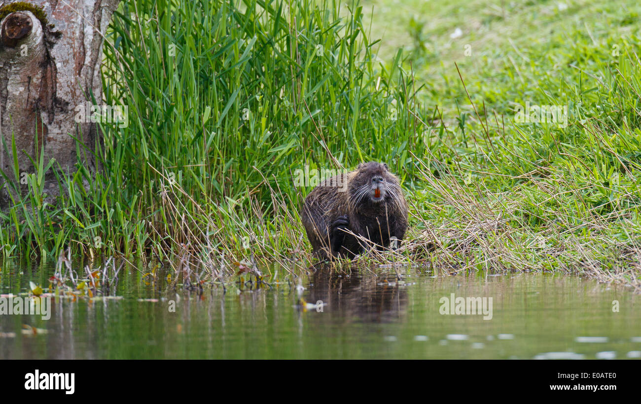 Rat teeth wild Banque de photographies et d’images à haute résolution ...