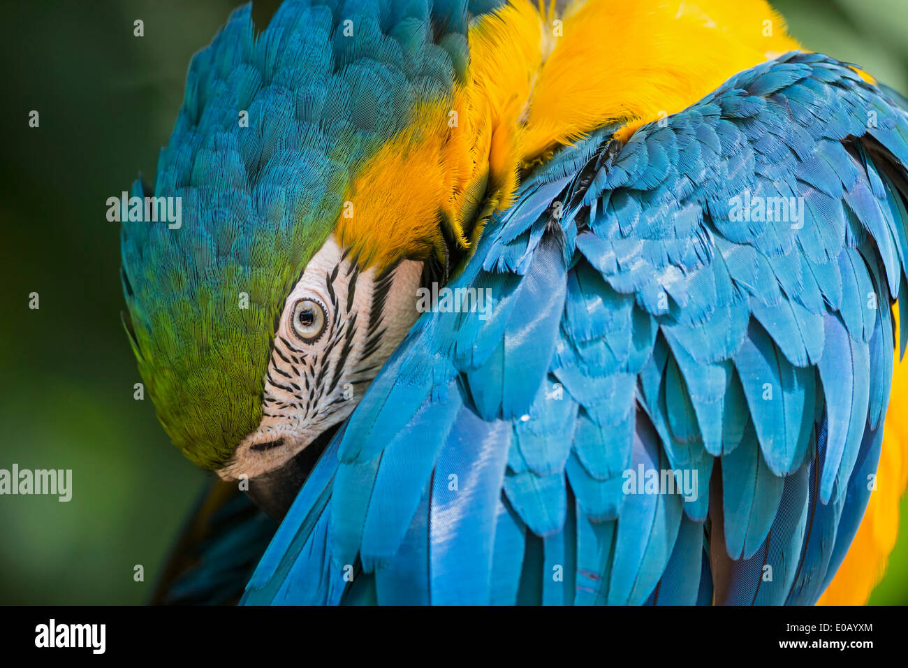 Ara ararauna ara ararauna bleu et jaune Banque de photographies et d ...