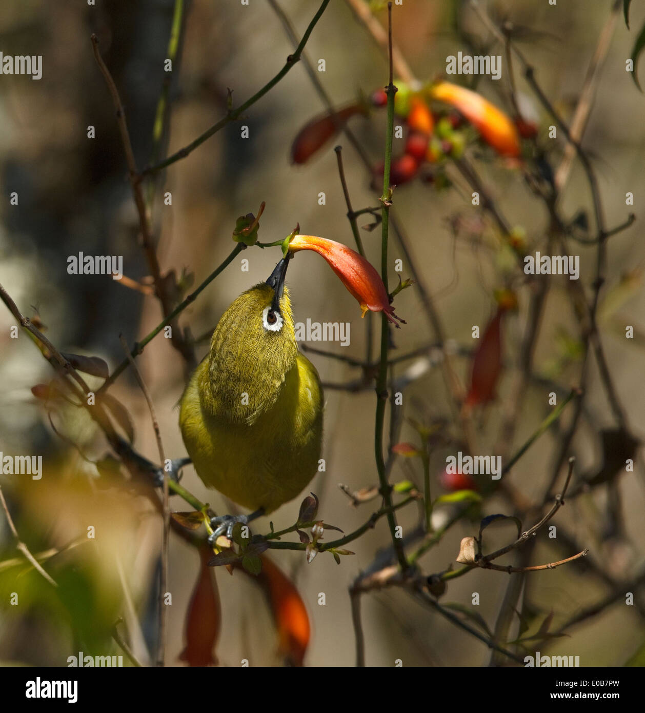 Zosterops capensis Banque de photographies et d’images à haute ...