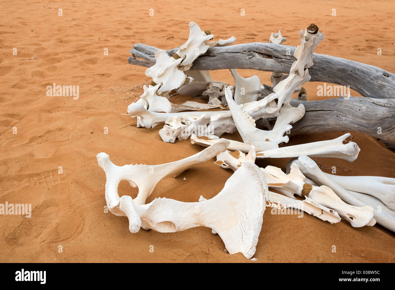 Os d'animaux Banque de photographies et d’images à haute résolution - Alamy