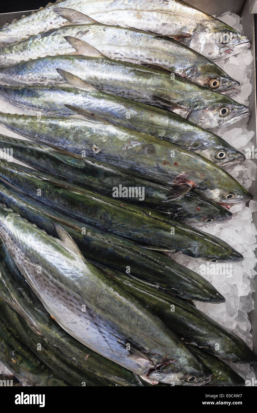 La prise de poisson de la bécune douzaine de poissons sur la glace pour ...