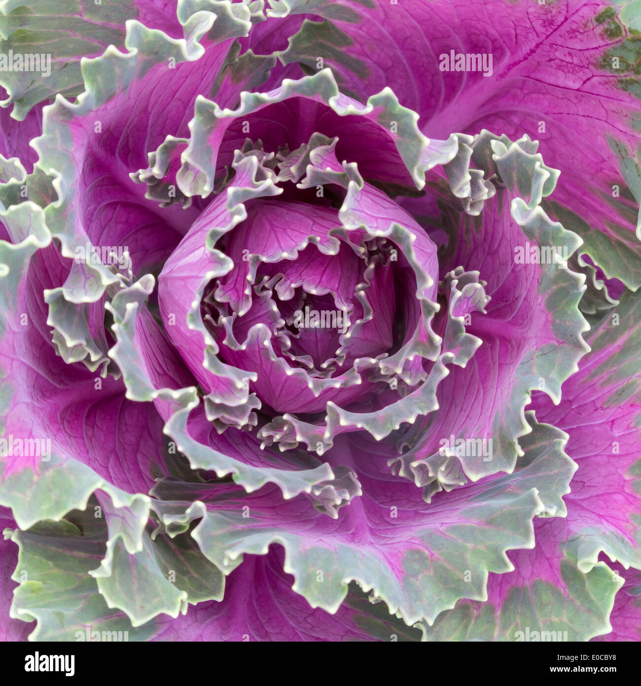 Feuilles de chou brassica Banque de photographies et d’images à haute ...