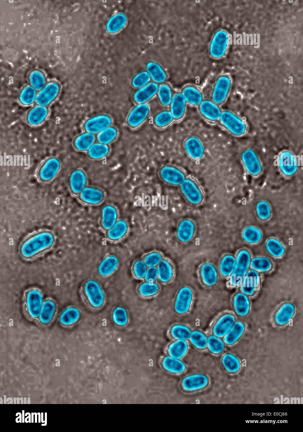 Gram Positive Streptococcus Pneumoniae Banque d'image et photos - Alamy