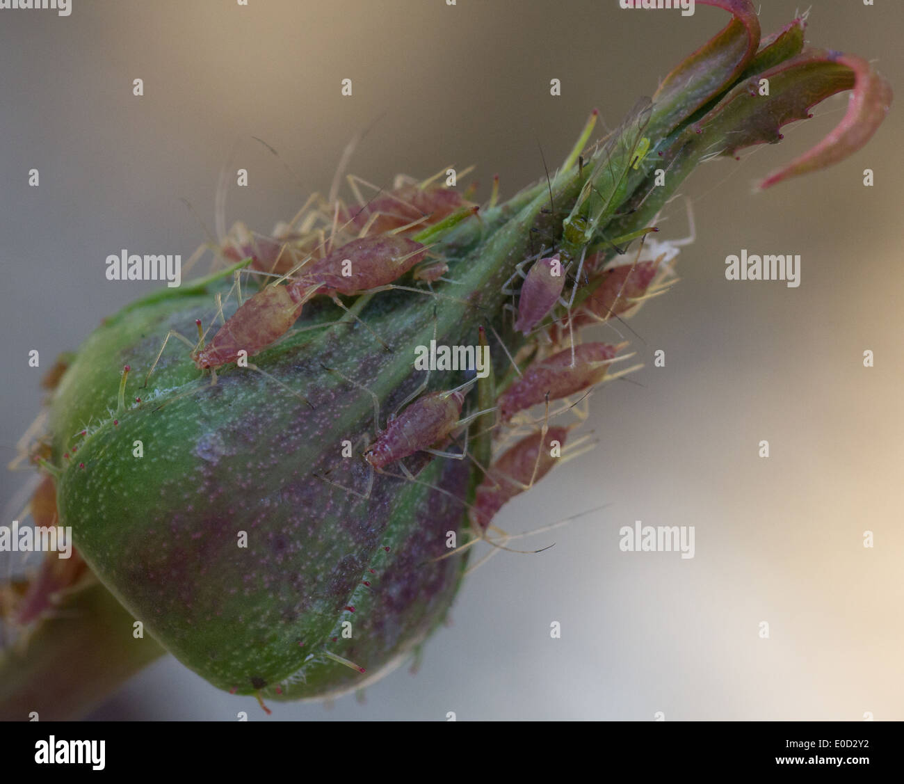 Beaucoup de pucerons Banque de photographies et d’images à haute ...