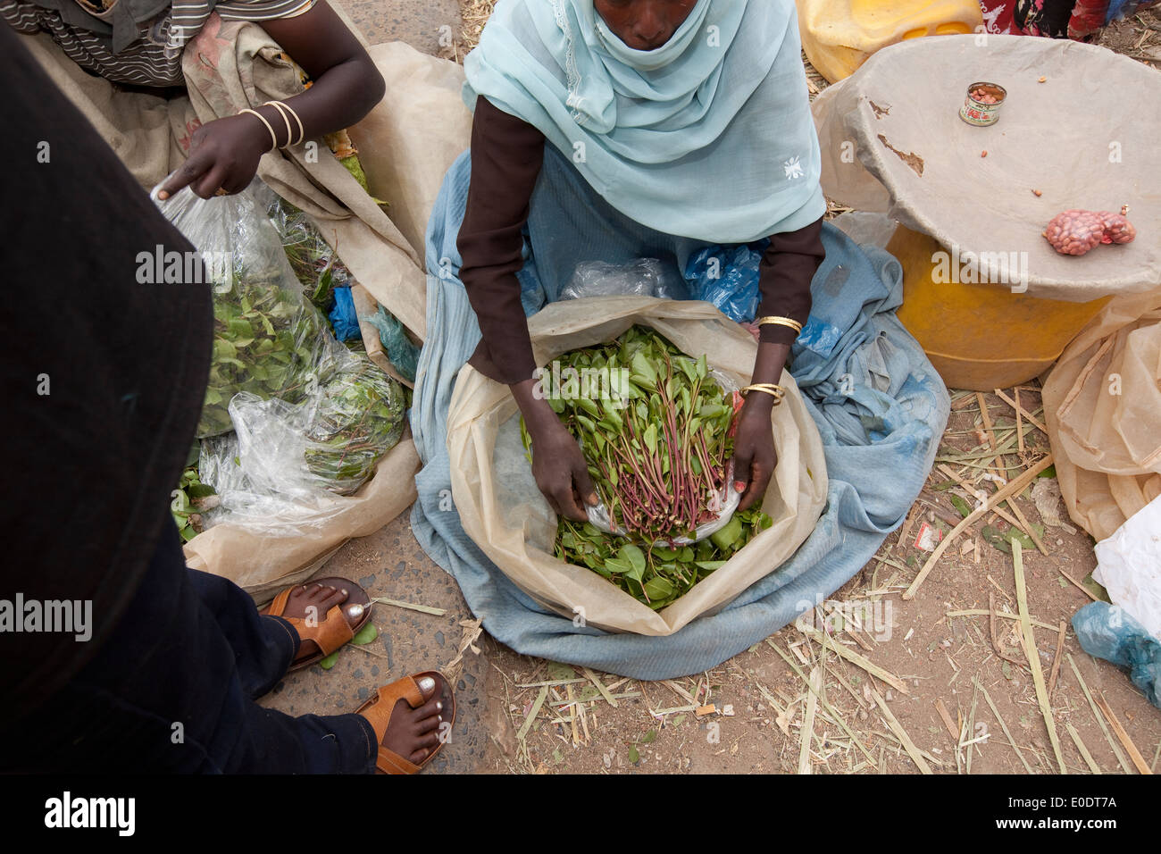 Khat leaf Banque de photographies et d’images à haute résolution - Alamy