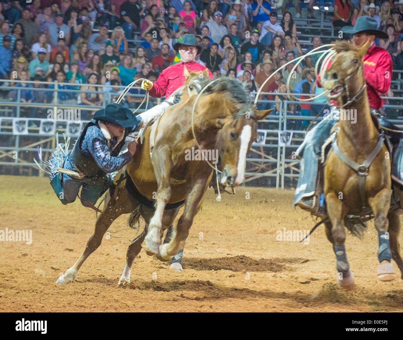 Cowboy participant à une compétition à cheval le Clark County Rodeo un ...