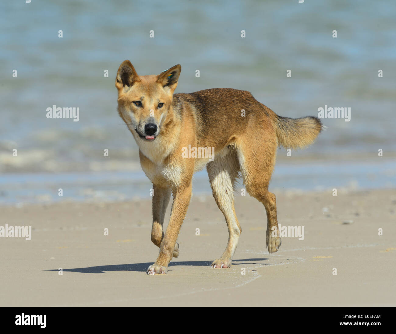 Canis lupus dingo chien sauvage australie Banque de photographies et d ...