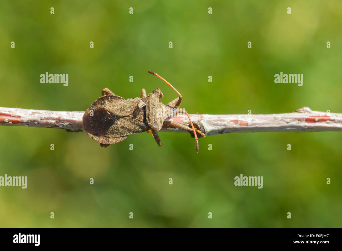 Insecte terrifiant Banque de photographies et d’images à haute ...