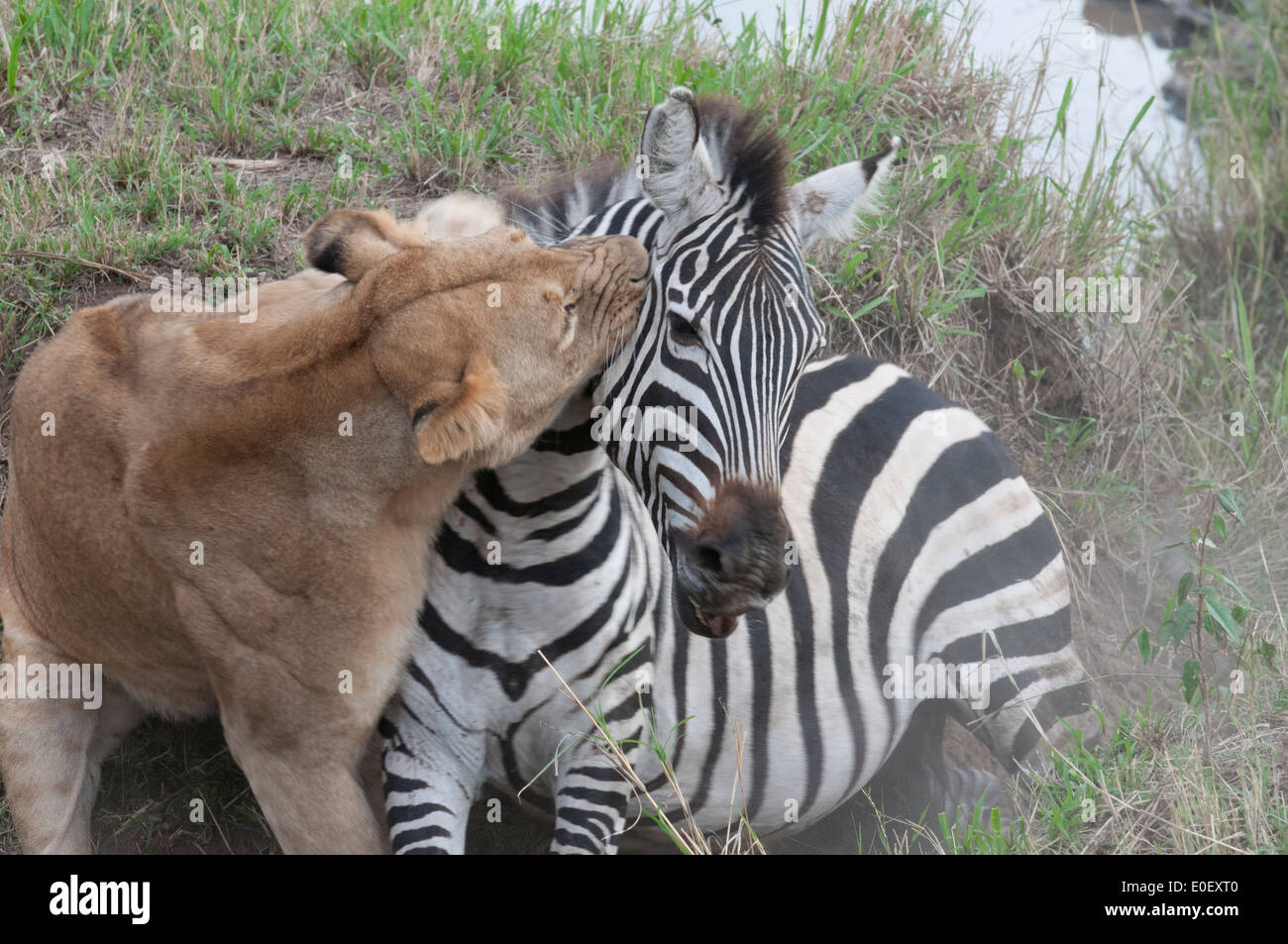 Le roi lion zebre Banque de photographies et d’images à haute ...
