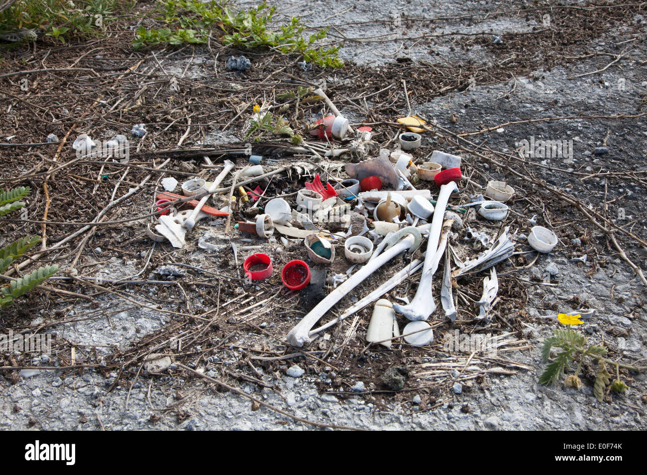 Albatross Plastic Stomach Photos & Albatross Plastic Stomach Images - Alamy