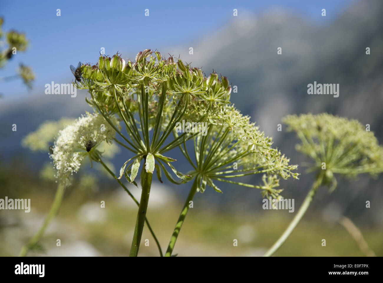 Laserpitium halleri Banque de photographies et d’images à haute ...