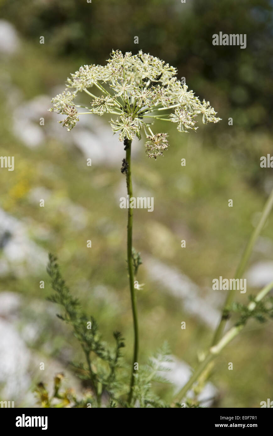 Laserpitium halleri Banque de photographies et d’images à haute ...