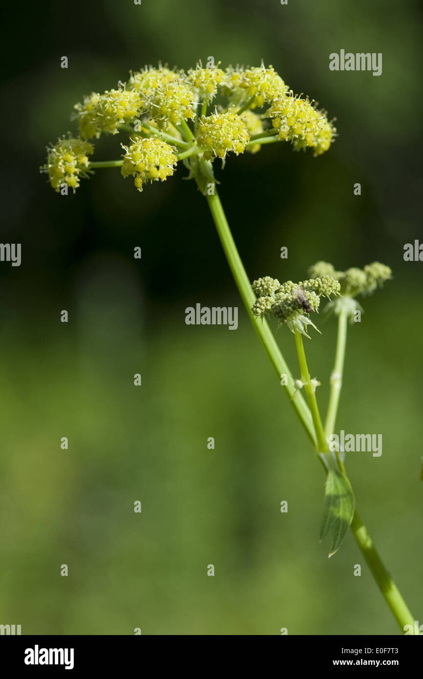 Lovage levisticum officinale Banque de photographies et d’images à haute résolution - Alamy