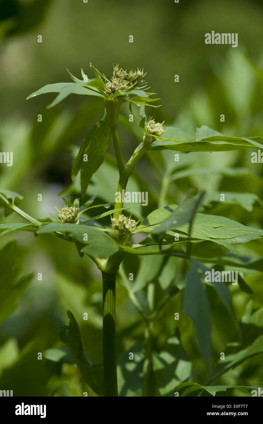 Lovage levisticum officinale Banque de photographies et d’images à haute résolution - Alamy