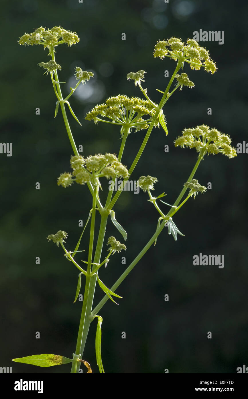 Lovage Levisticum Officinale Banque d'image et photos - Alamy