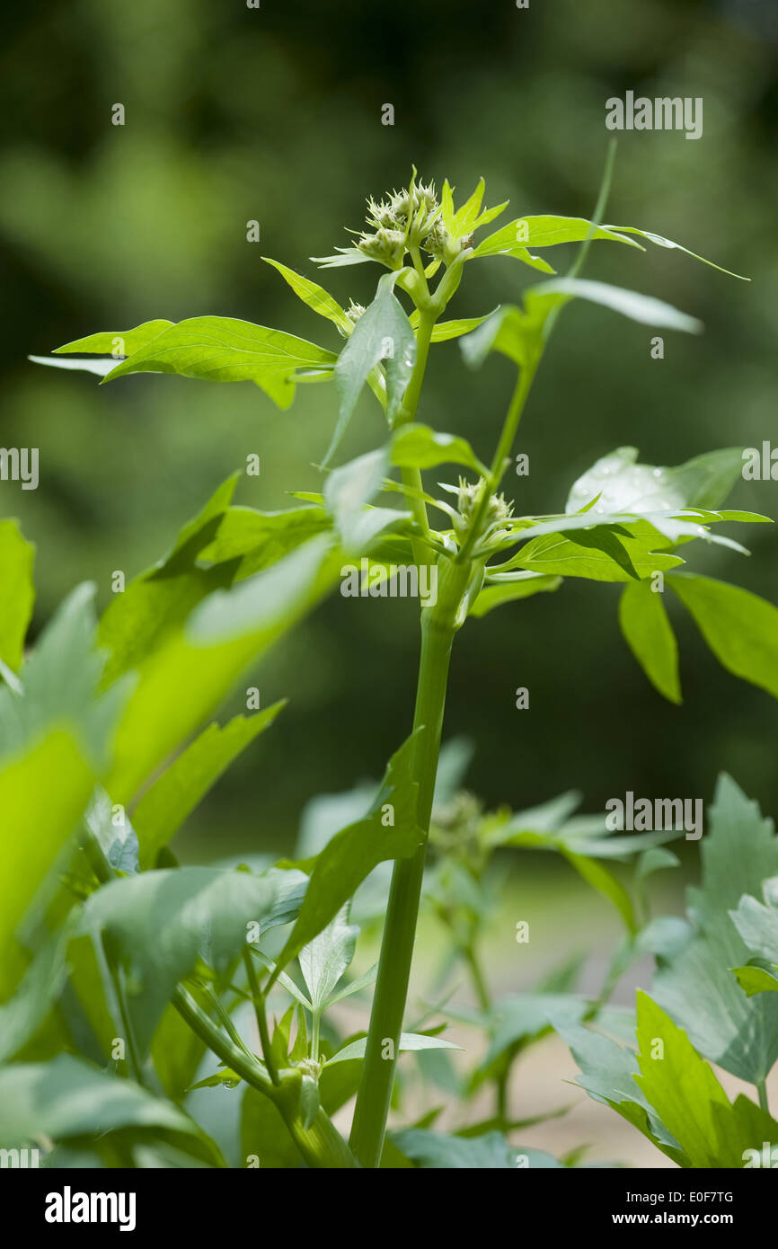 Lovage levisticum officinale Banque de photographies et d’images à haute résolution - Alamy