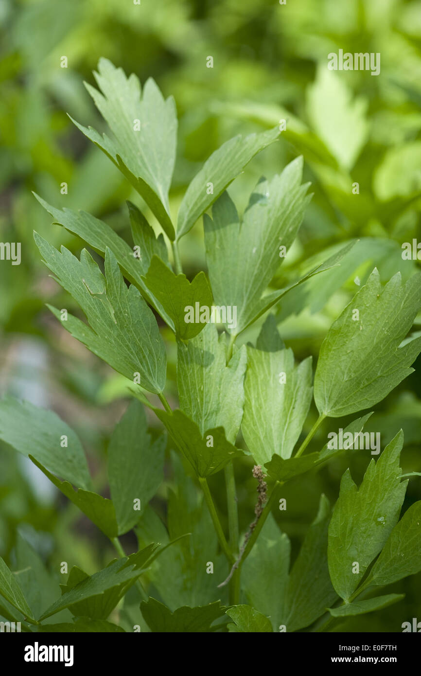 Lovage levisticum officinale Banque de photographies et d’images à haute résolution - Alamy
