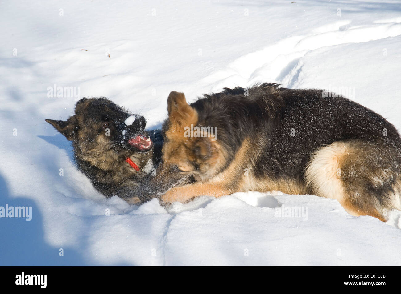 Bergers je Banque de photographies et d’images à haute résolution - Alamy