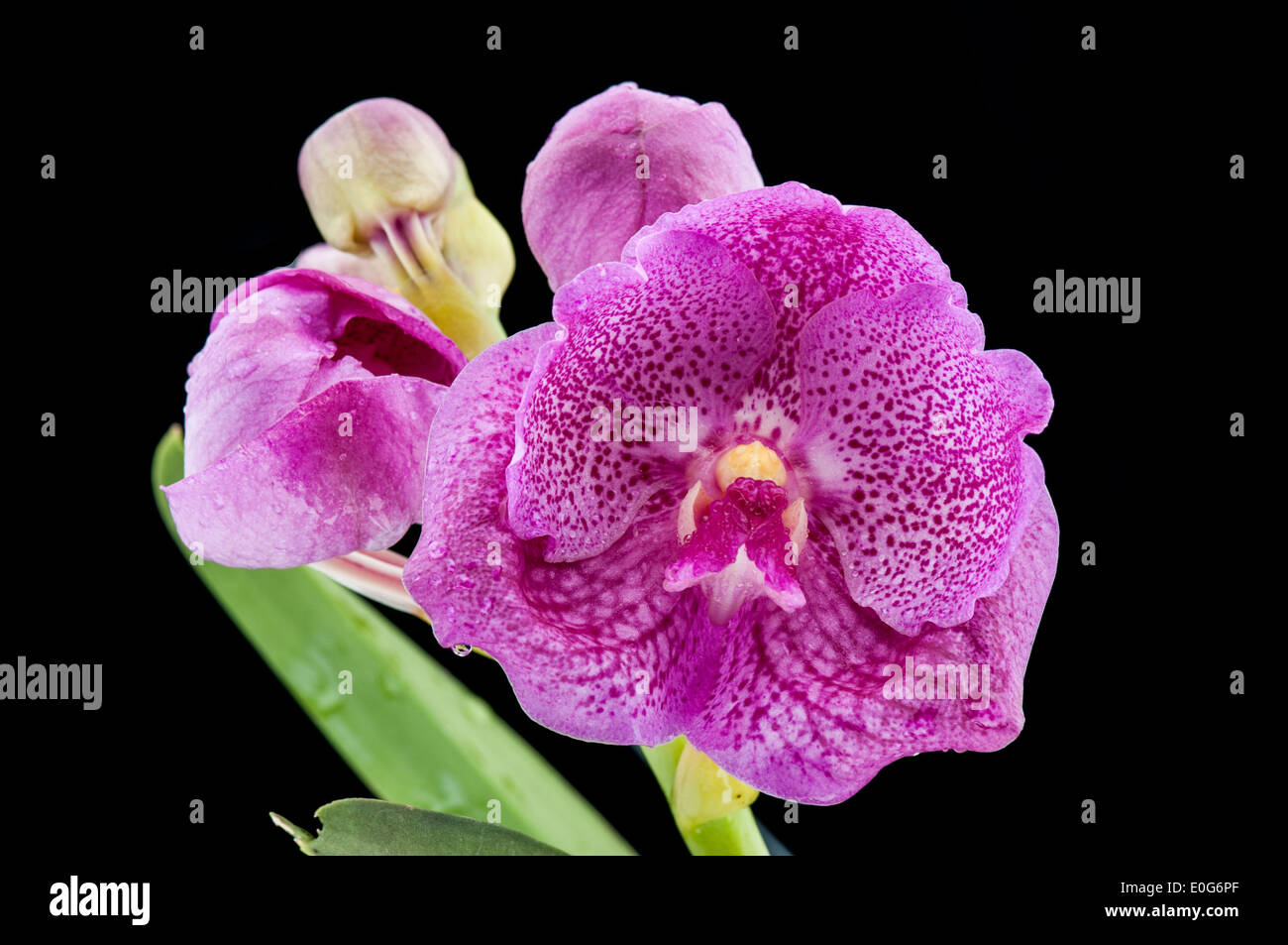 Vanda orchid Banque de photographies et d’images à haute résolution - Alamy