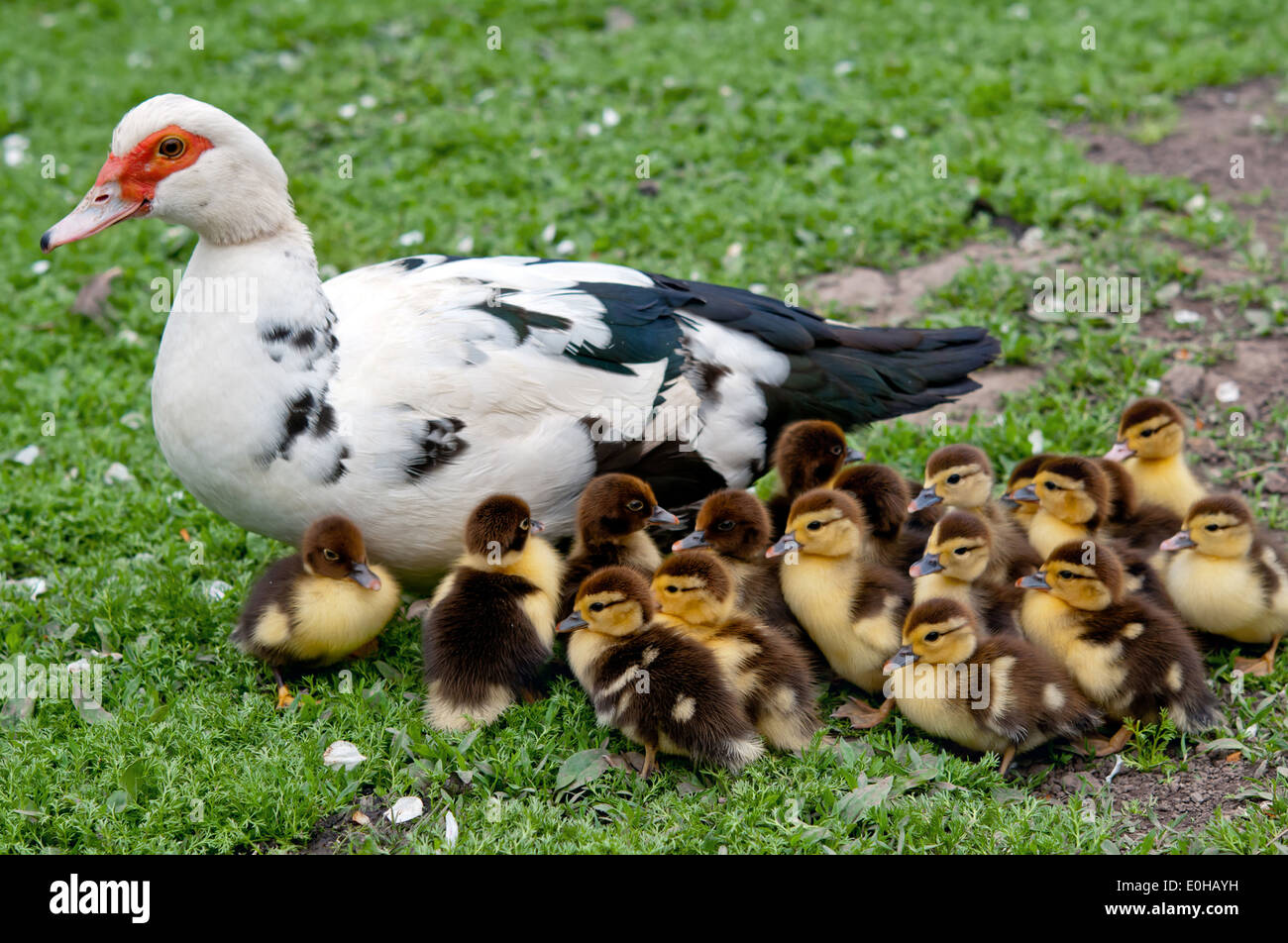 Lac de canard de barbarie Banque de photographies et d’images à haute ...