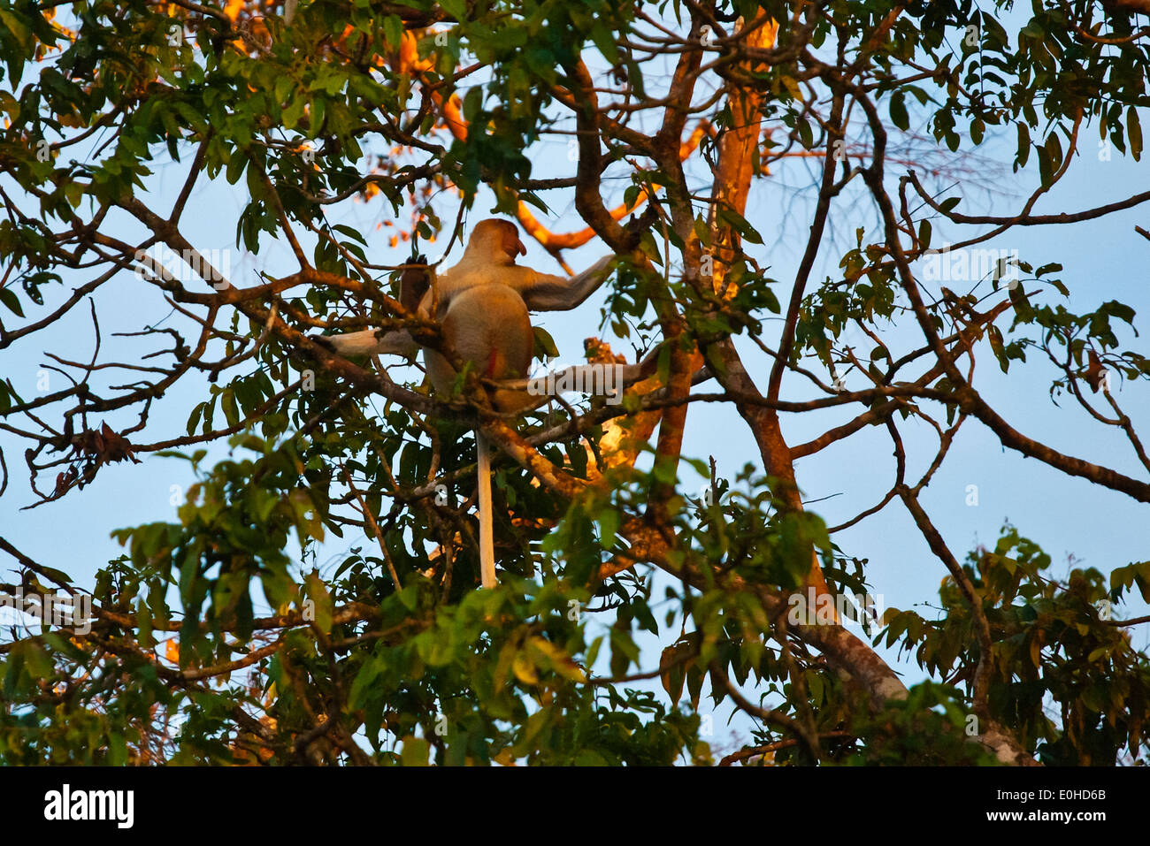 Une troupe de singes proboscis Banque de photographies et d’images à ...