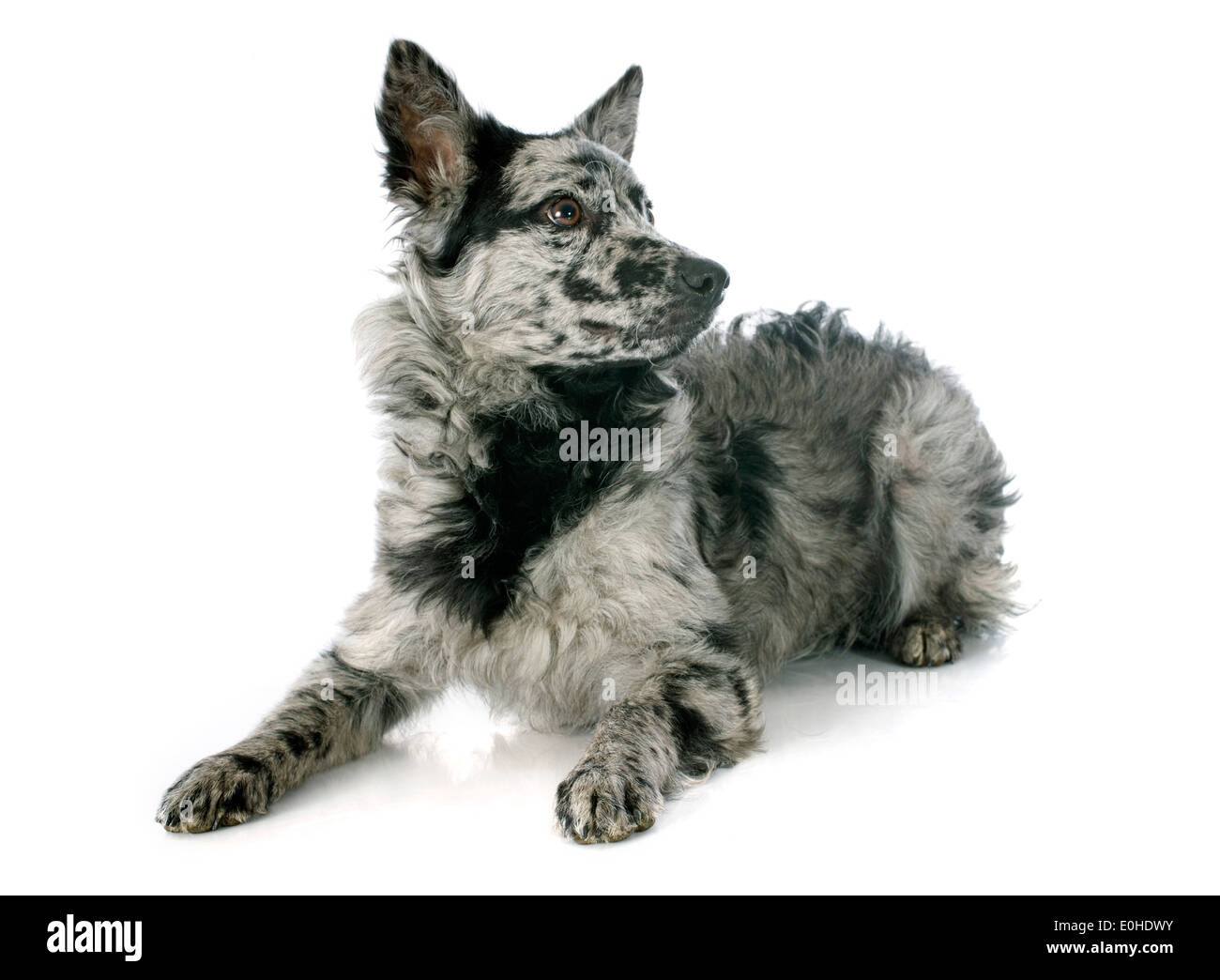 Mudi dog Banque de photographies et d’images à haute résolution - Alamy