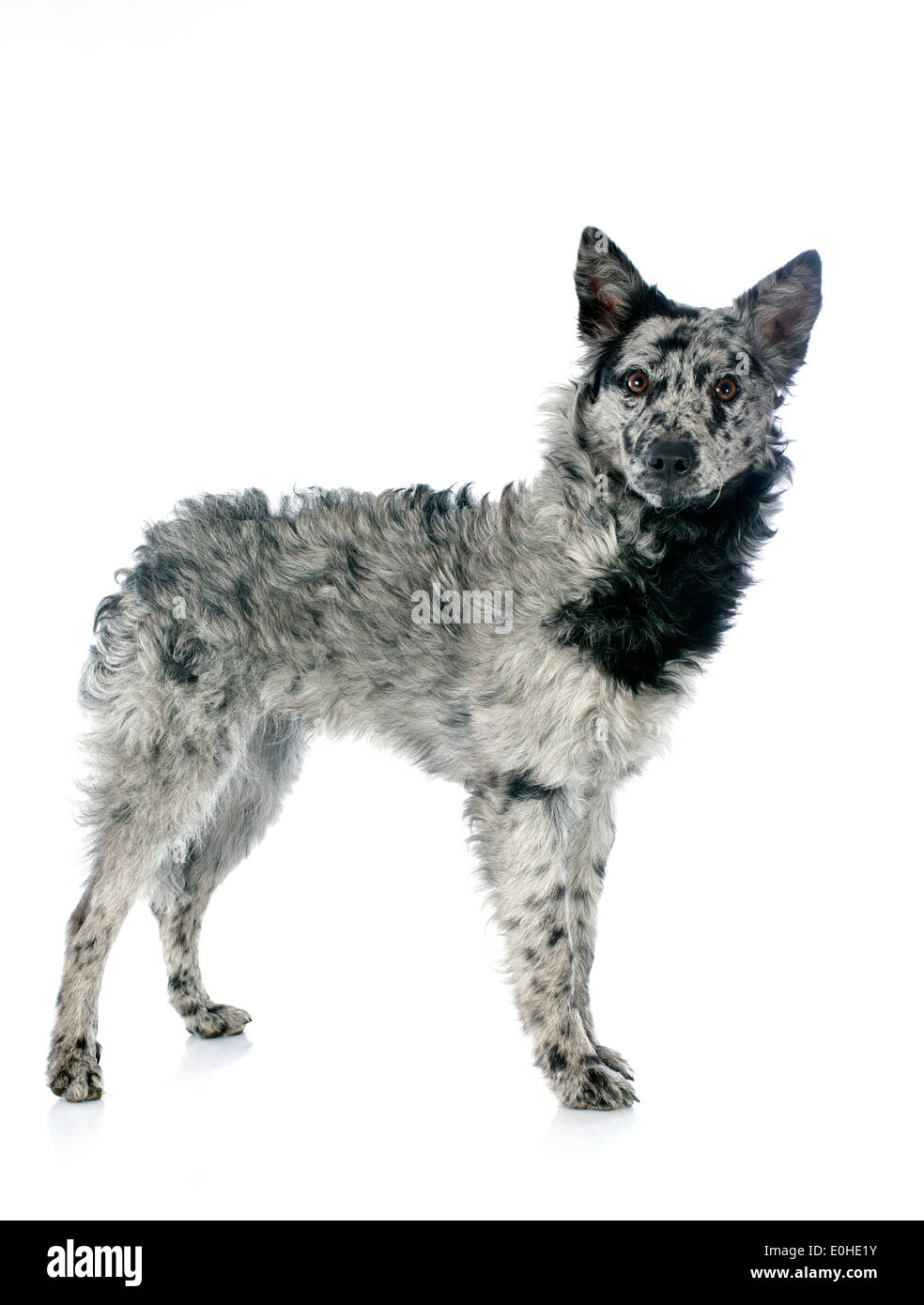 Mudi dog Banque de photographies et d’images à haute résolution - Alamy