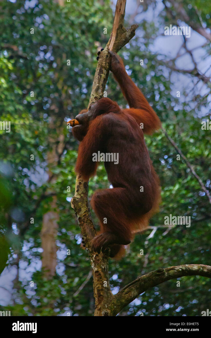 Un wild ORANGUTAN (Pongo pygmaeus) mange un fruit au centre de ...