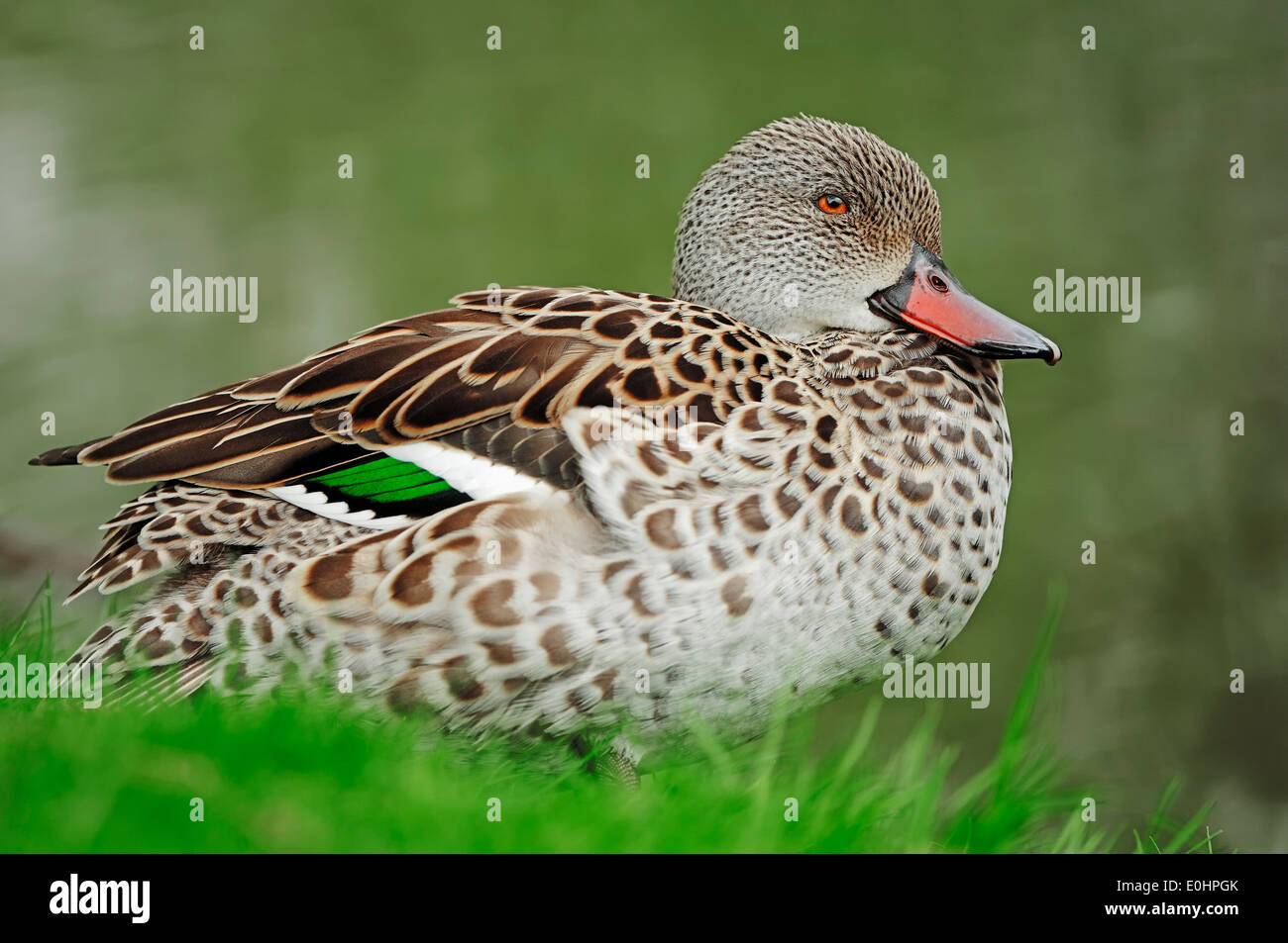 Sarcelle d'hiver Banque de photographies et d’images à haute résolution ...