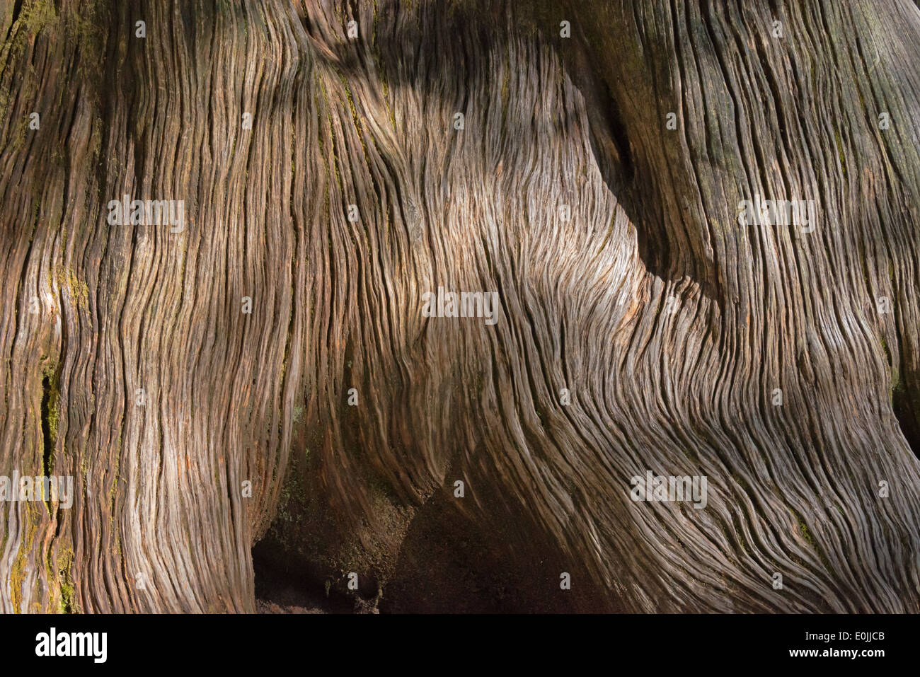 Texture de tronc d'arbre Banque de photographies et d’images à haute ...