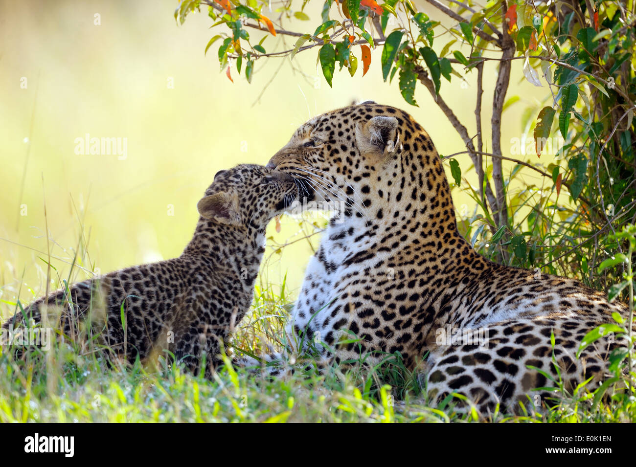 Leopard family Banque de photographies et d’images à haute résolution ...