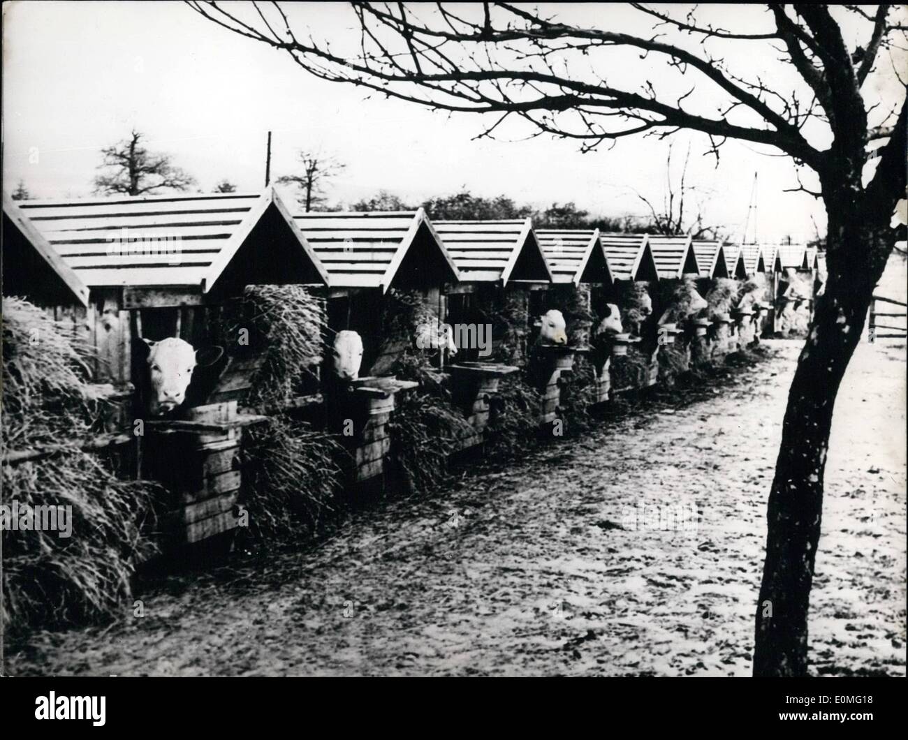 Villages de potemkin pour vache Banque de photographies et d’images à ...