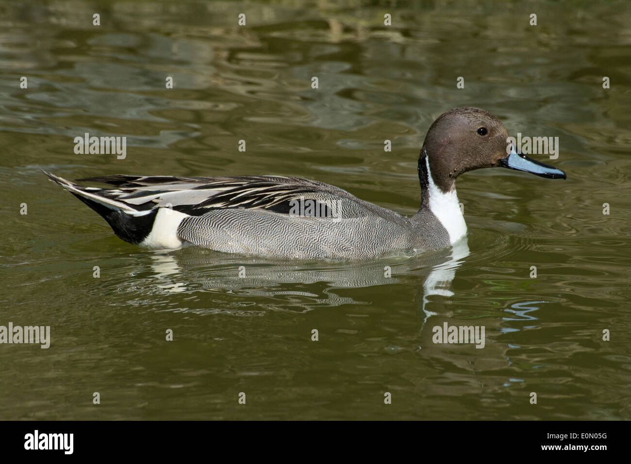Le canard pilet Banque de photographies et d’images à haute résolution ...