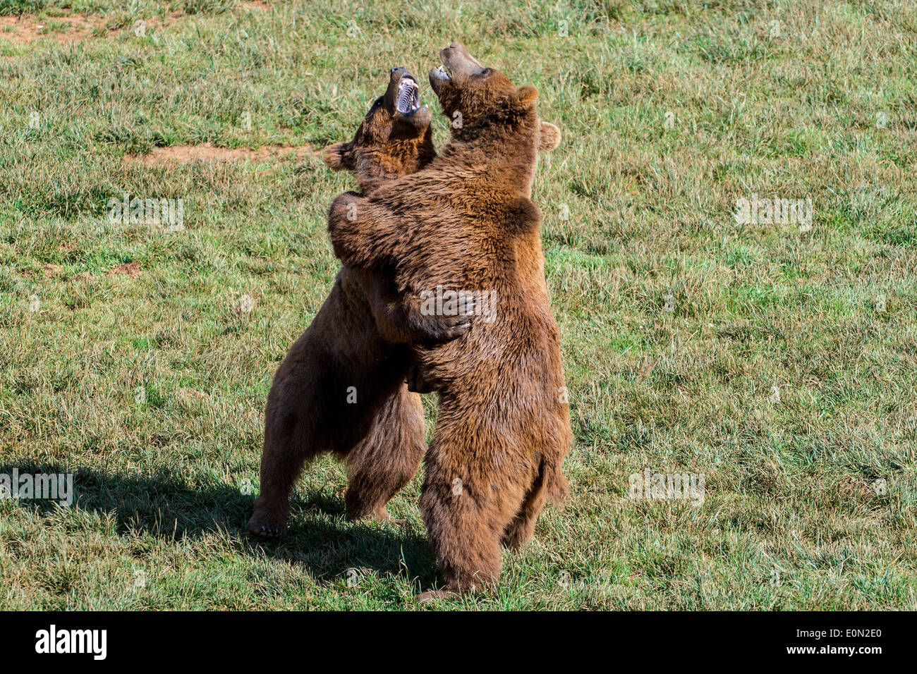 Deux ours bruns d'eurasie territorial agressif (Ursus arctos arctos) combats tandis que debout ...