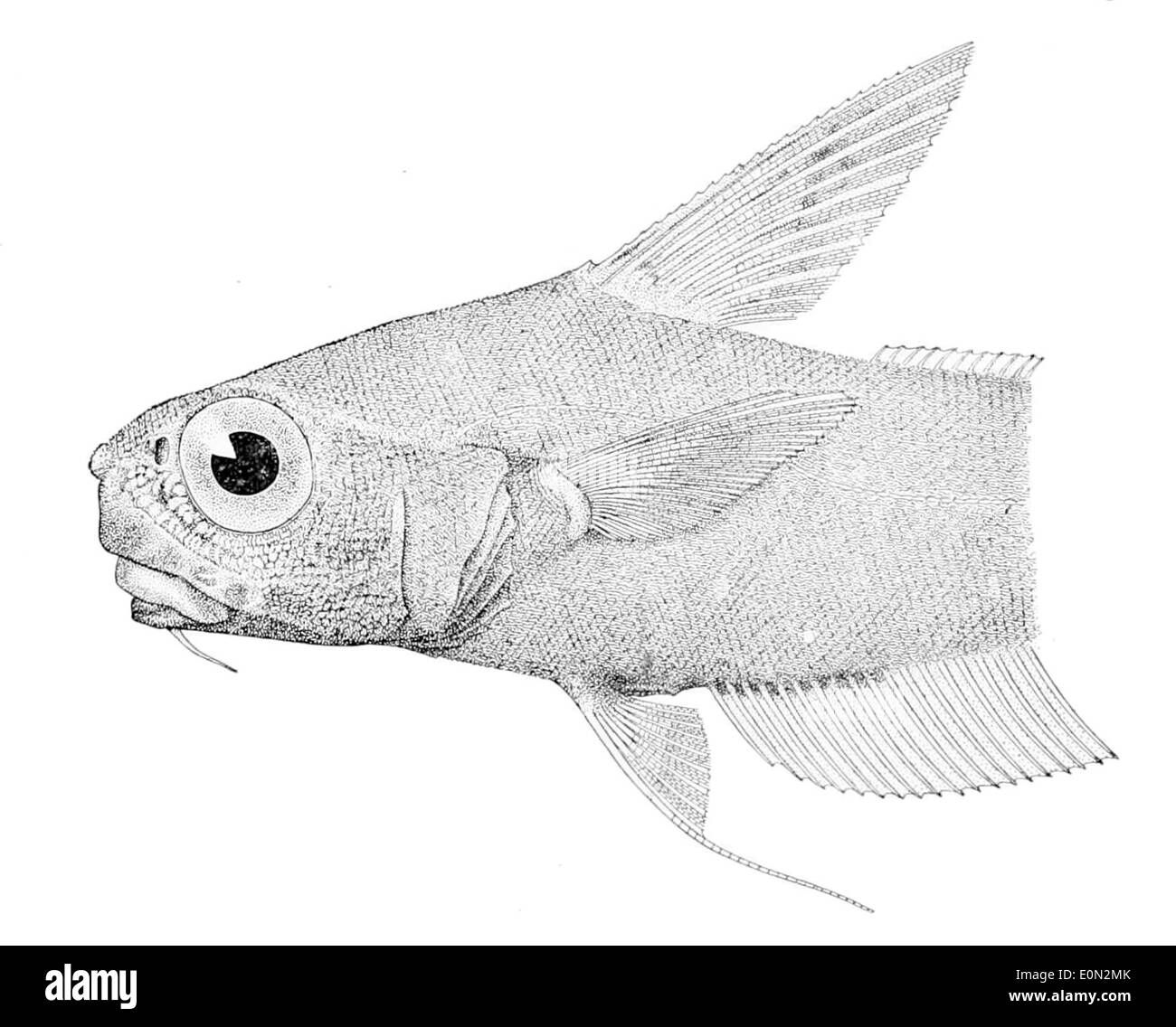 Nezumia burragei, une espèce de grenadiers ou de râteliers, se trouve ...