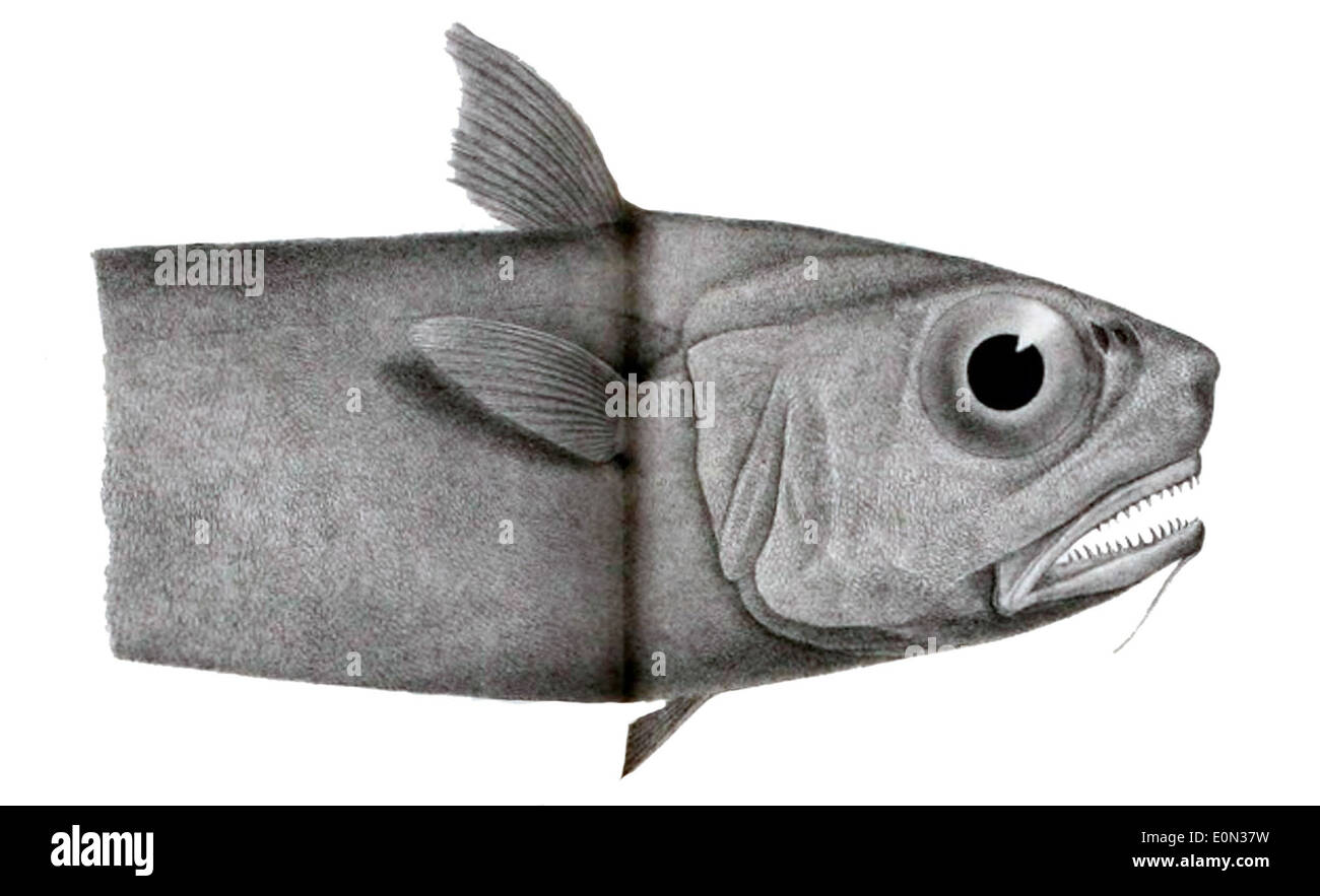 Malacocephalus laevis est une espèce de poissons d'eau profonde que l ...