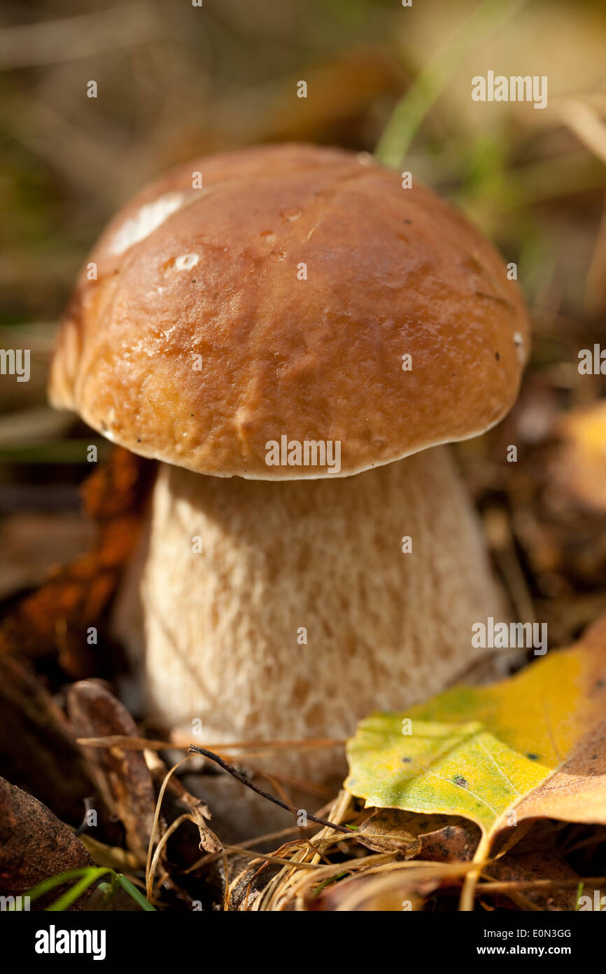 Aliments comestibles Banque de photographies et d’images à haute ...