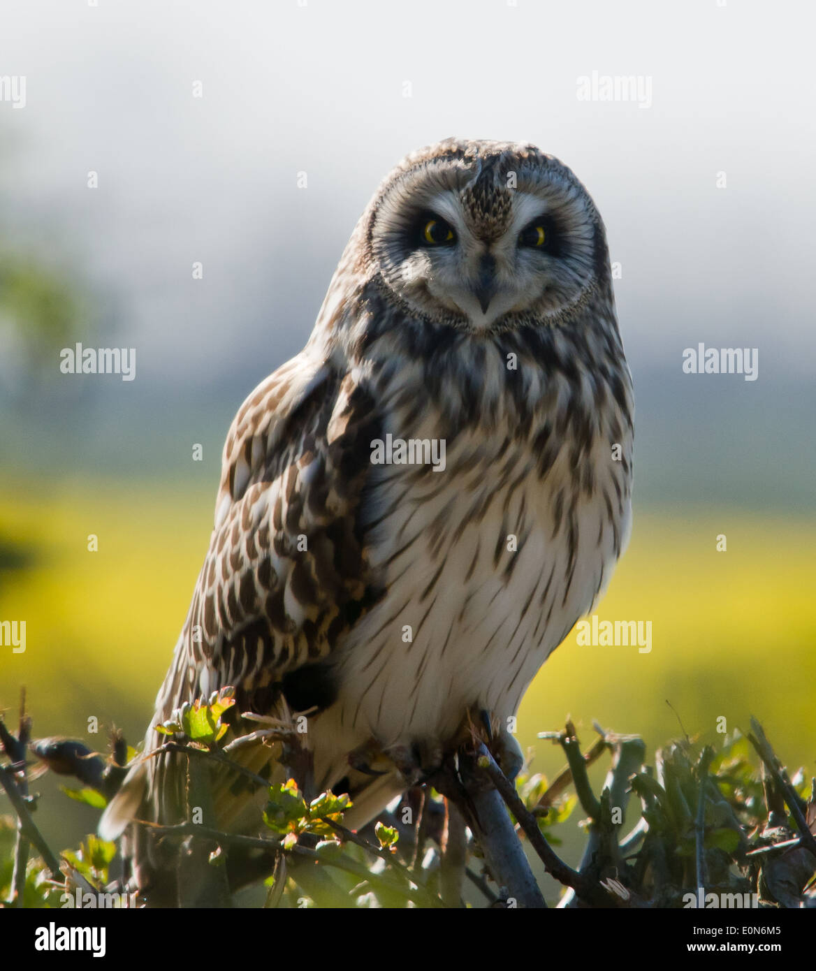 Hibou diurne Banque de photographies et d’images à haute résolution - Alamy