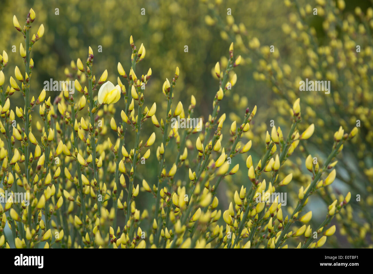 Balai de warminster cytisus x praecox Banque de photographies et d ...