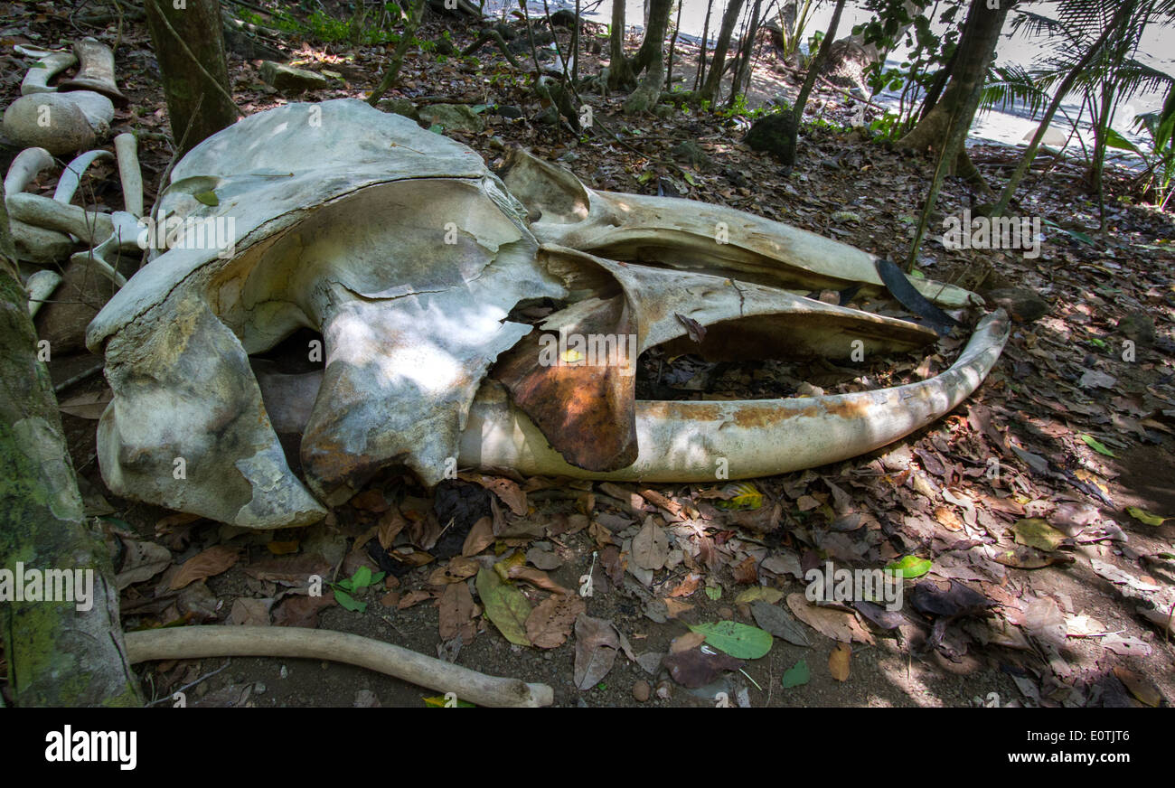 Tête de baleine à bosse Banque de photographies et d’images à haute ...